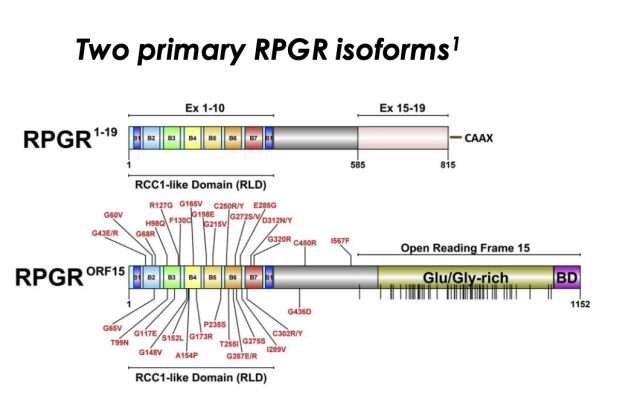 Subretinal Gene Therapy Drug laru-zova (AGTC-501) for X-Linked ...