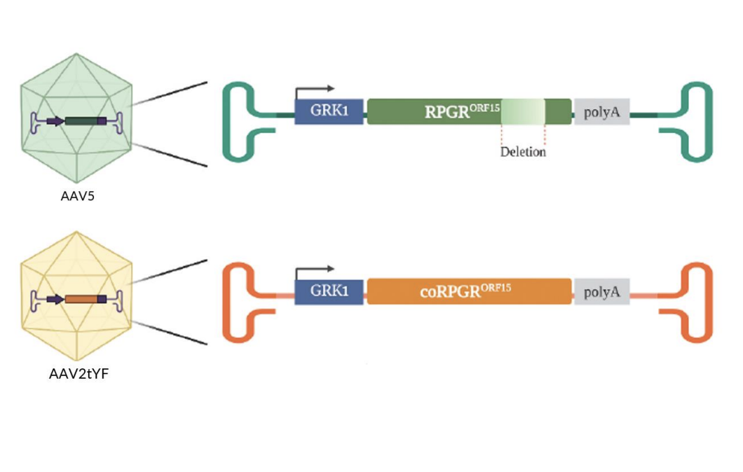 Subretinal Gene Therapy Drug laru-zova (AGTC-501) for X-Linked ...